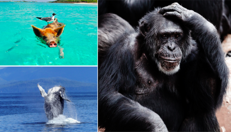 Top 10 des animaux les plus intelligents sur Terre - La Liste