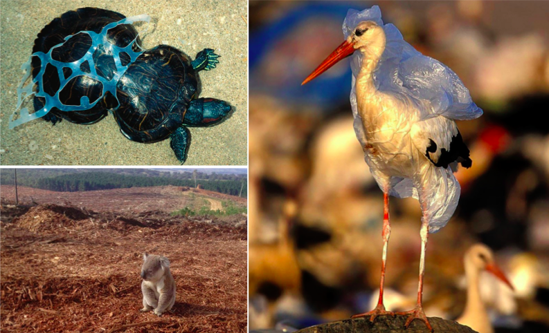 20 photos alarmantes d'animaux sous les effets de la pollution